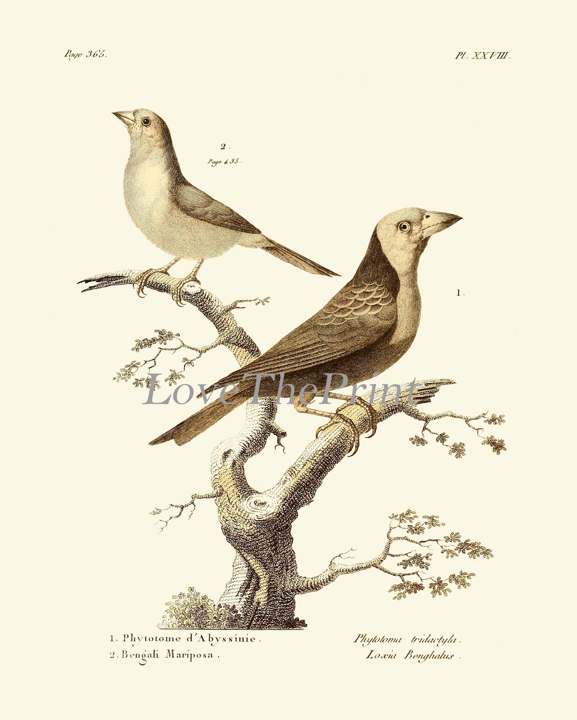 Vintage Birds Prints Wall Art Set of 6 Prints Antique Bird - Etsy