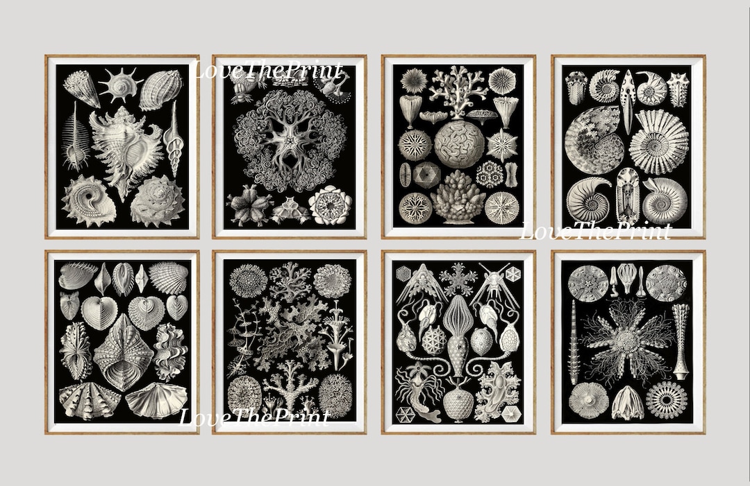 Vintage Corals Sea Shells Wall Art Set of 8 Prints Beautiful Marine ...