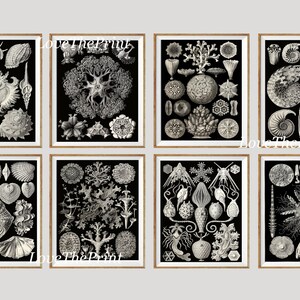 Vintage Corals Sea Shells Wall Art Set of 8 Prints Beautiful Marine ...