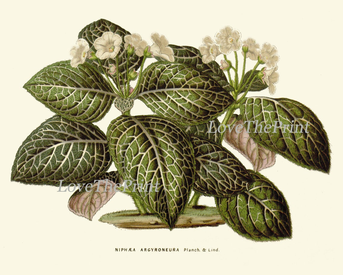 Hosta Hostas Plants Wall Art Botanical Set of 12 Beautiful - Etsy