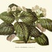 Hosta Hostas Plants Wall Art Botanical Set of 12 Beautiful Antique ...