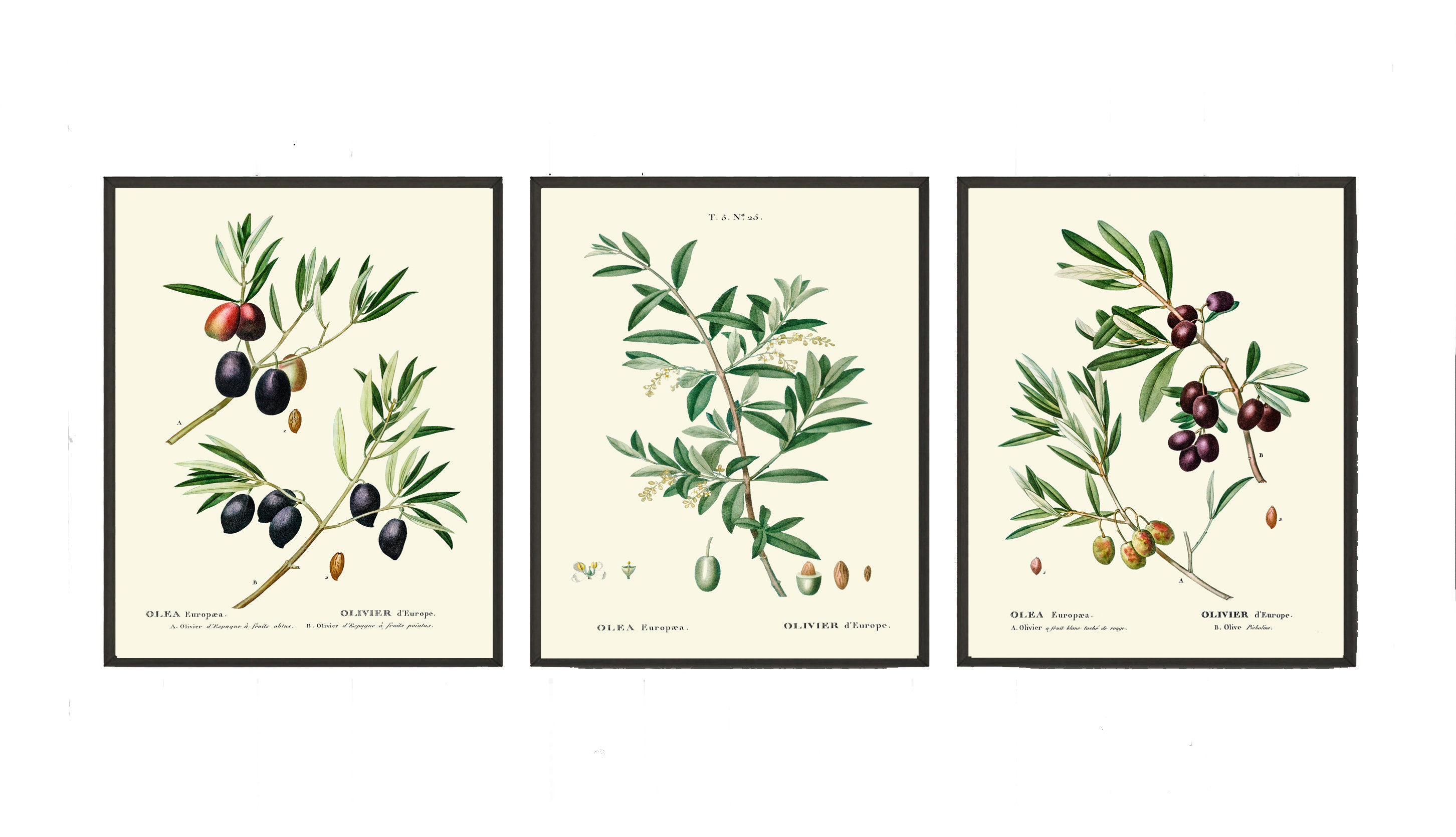 Vintage Olives Print Set of 3 Wall Art Antique Olive Tree Branch Italy ...