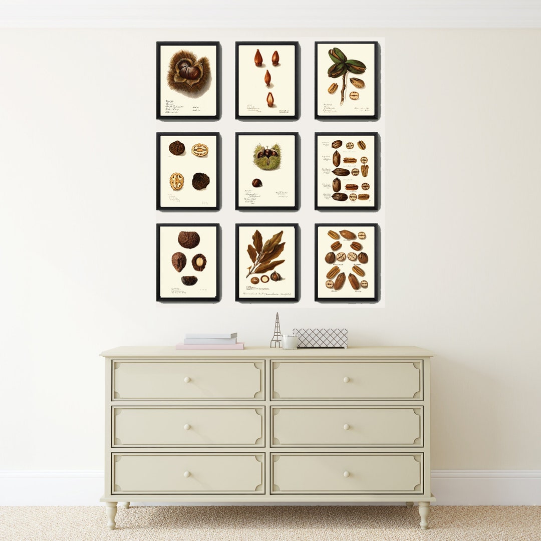 Nuts Prints Wall Art Set 6 Beautiful Vintage Botanical Nut Tree Chart ...