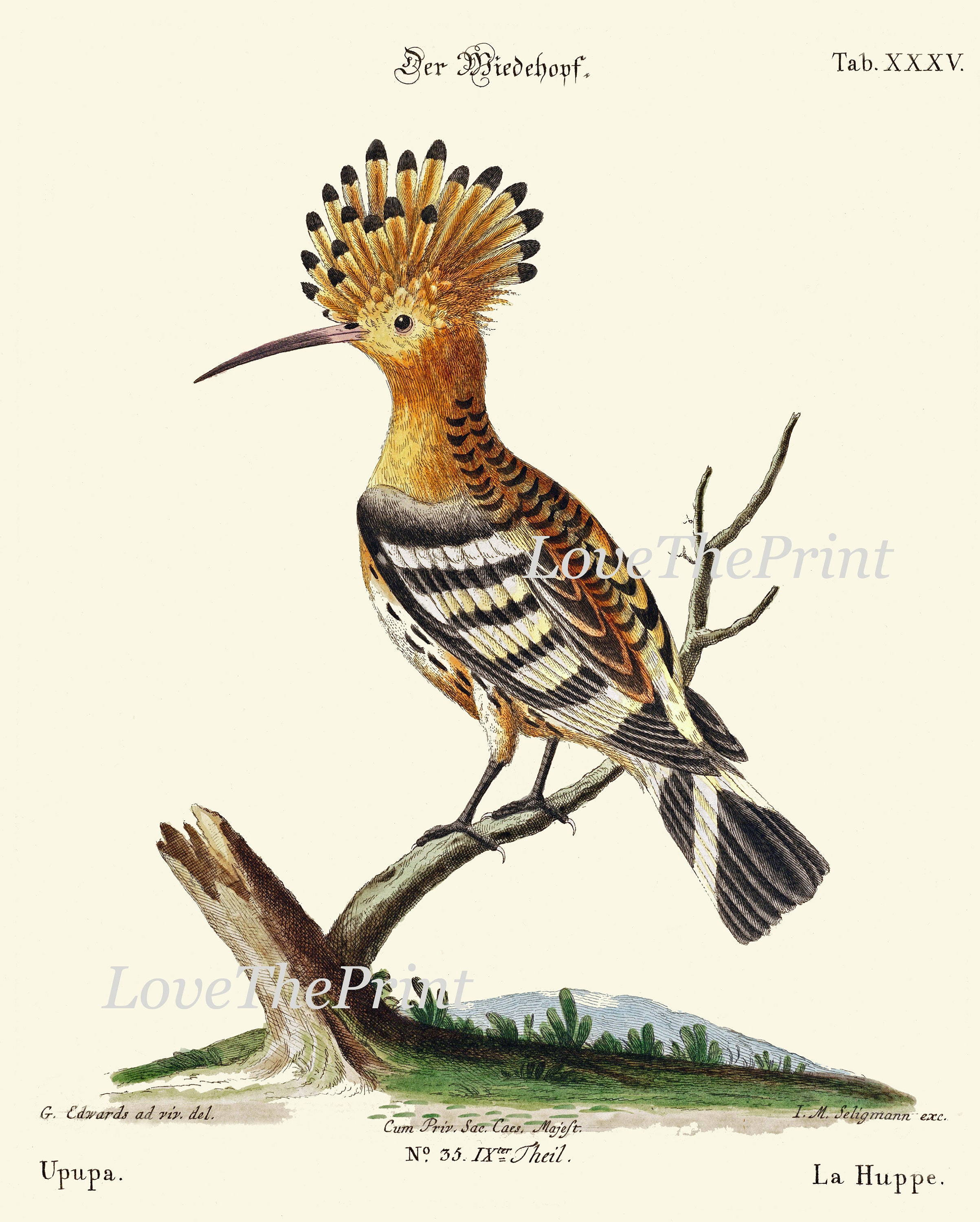 Vintage Birds Wall Art Prints Set of 4 Beautiful Bird - Etsy