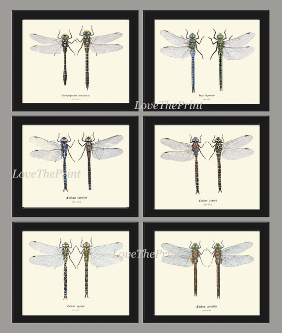 Dragonfly Prints Wall Art Set of 6 Beautiful Antique Vintage - Etsy