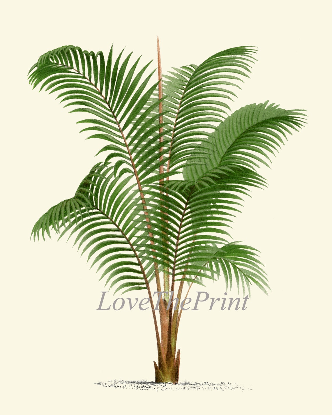 Vintage Palm Tree Print Tropical Botanical Wall Art Set of 4 - Etsy