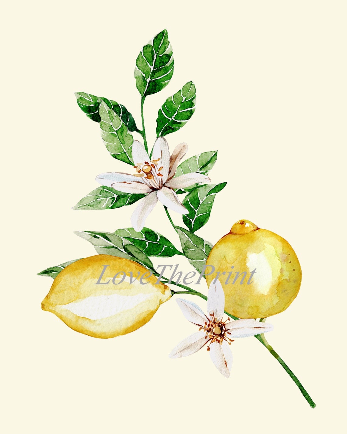 Lemon Print Set Fruit Botanical Wall Art 2 Prints Beautiful Blooming ...
