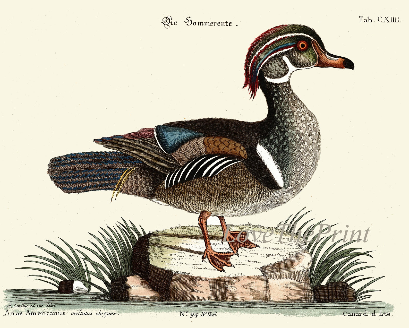 Vintage Duck Bird Prints Wall Art Set of 6 Antique Farmhouse - Etsy