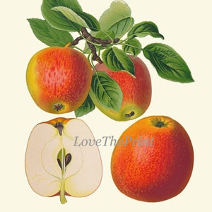 Apple Print Set of 6 Botanical Prints Wall Art Giclee Kitchen Dining ...