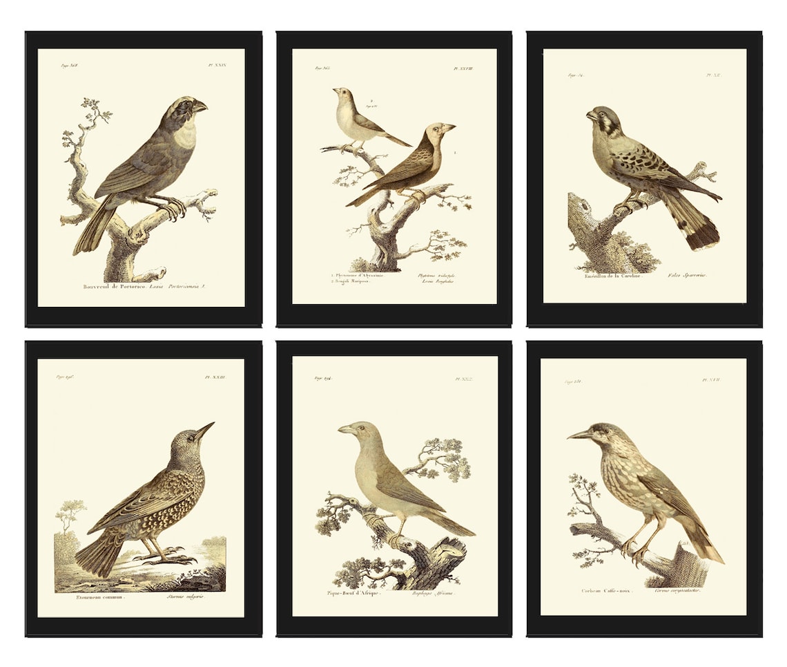 Vintage Birds Prints Wall Art Set of 6 Prints Antique Bird - Etsy