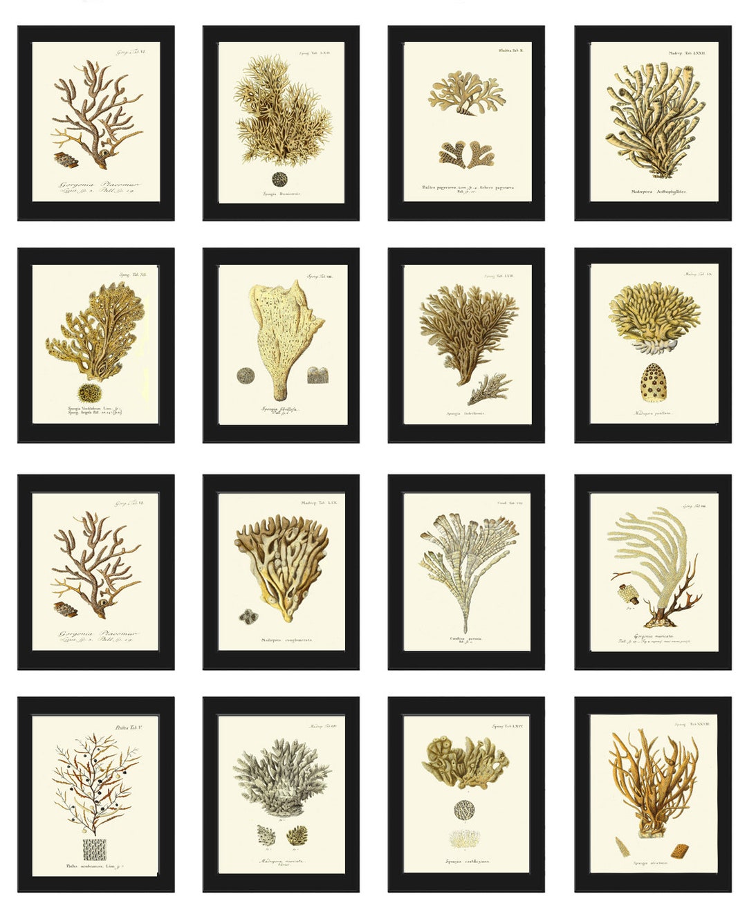 Coral Prints Wall Art Gallery Set of 16 Beautiful Antique Vintage ...
