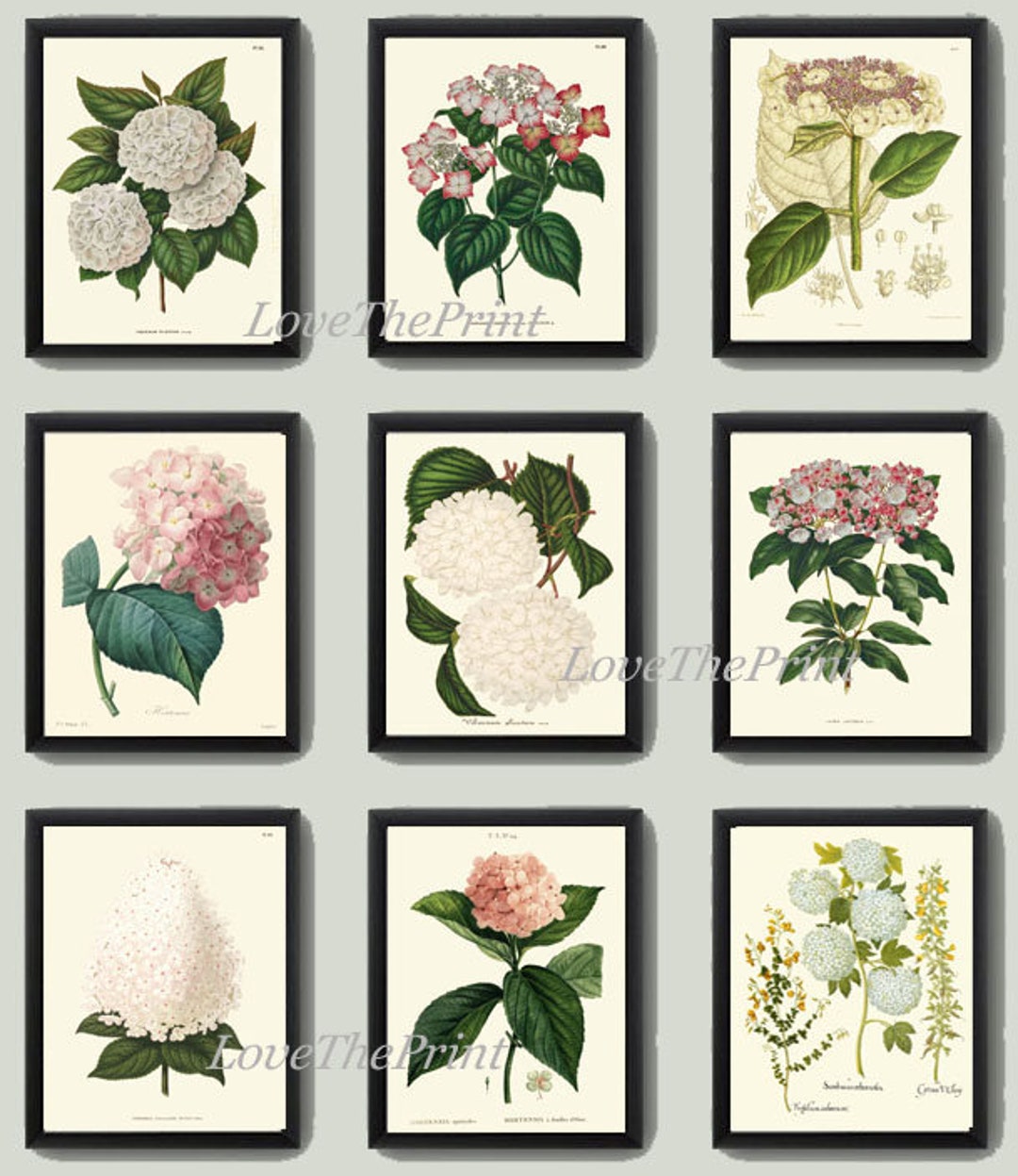 Hydrangea Hortensia Botanical Wall Art Set of 9 Prints Beautiful ...