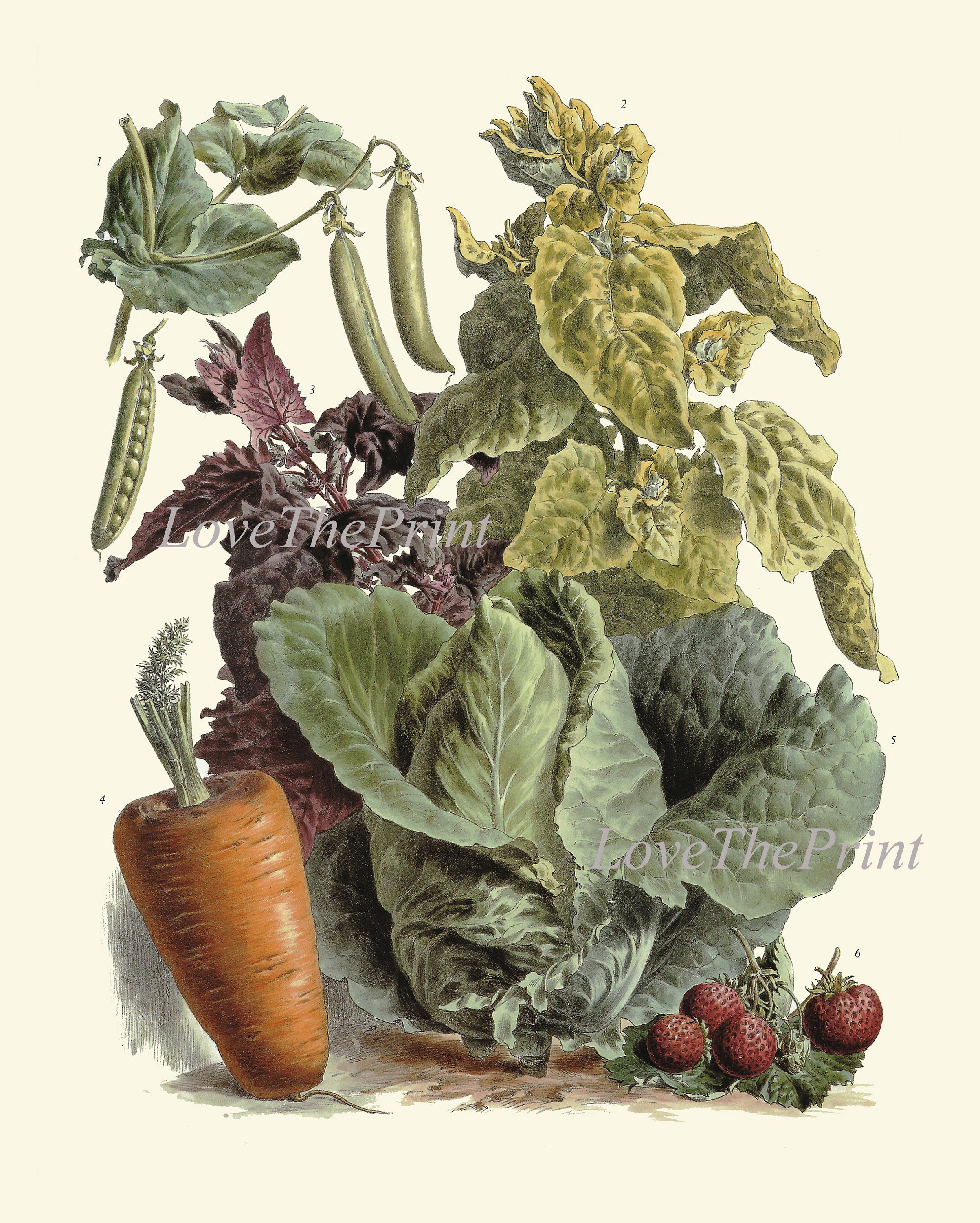 Vintage Vegetable Garden Wall Art Set of 4 Prints Beautiful Antique ...