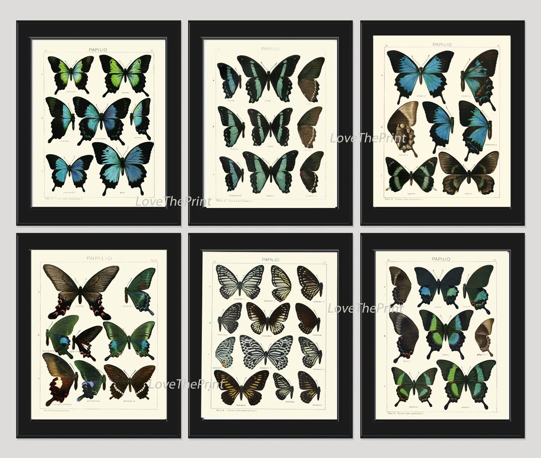 Vintage Butterfly Chart Wall Art Set of 6 Prints Beautiful Antique Blue ...