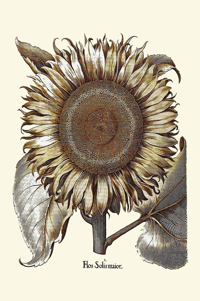 Sunflower Wall Art Print Set of 4 Beautiful Antique Vintage Yellow ...
