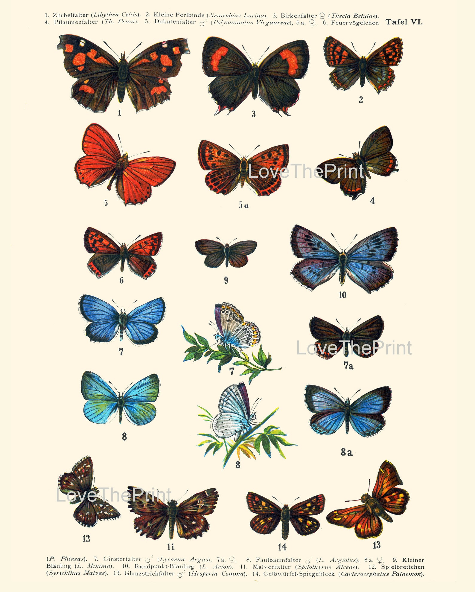 Vintage Butterflies Prints Wall Art Set of 6 Beautiful Antique ...