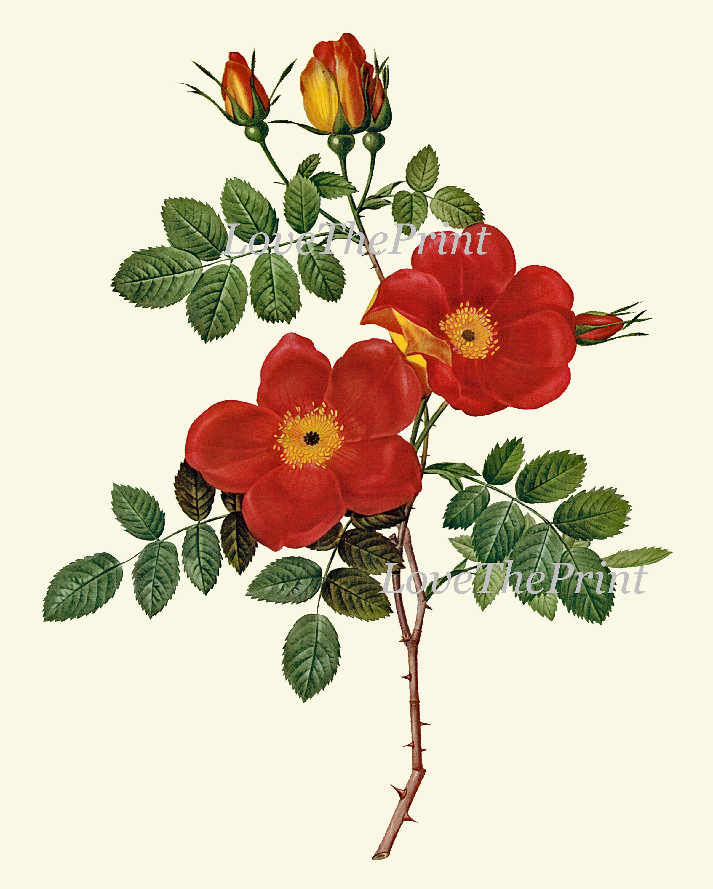 Red Flowers Botanical Wall Art Set of 4 Prints Beautiful - Etsy Canada
