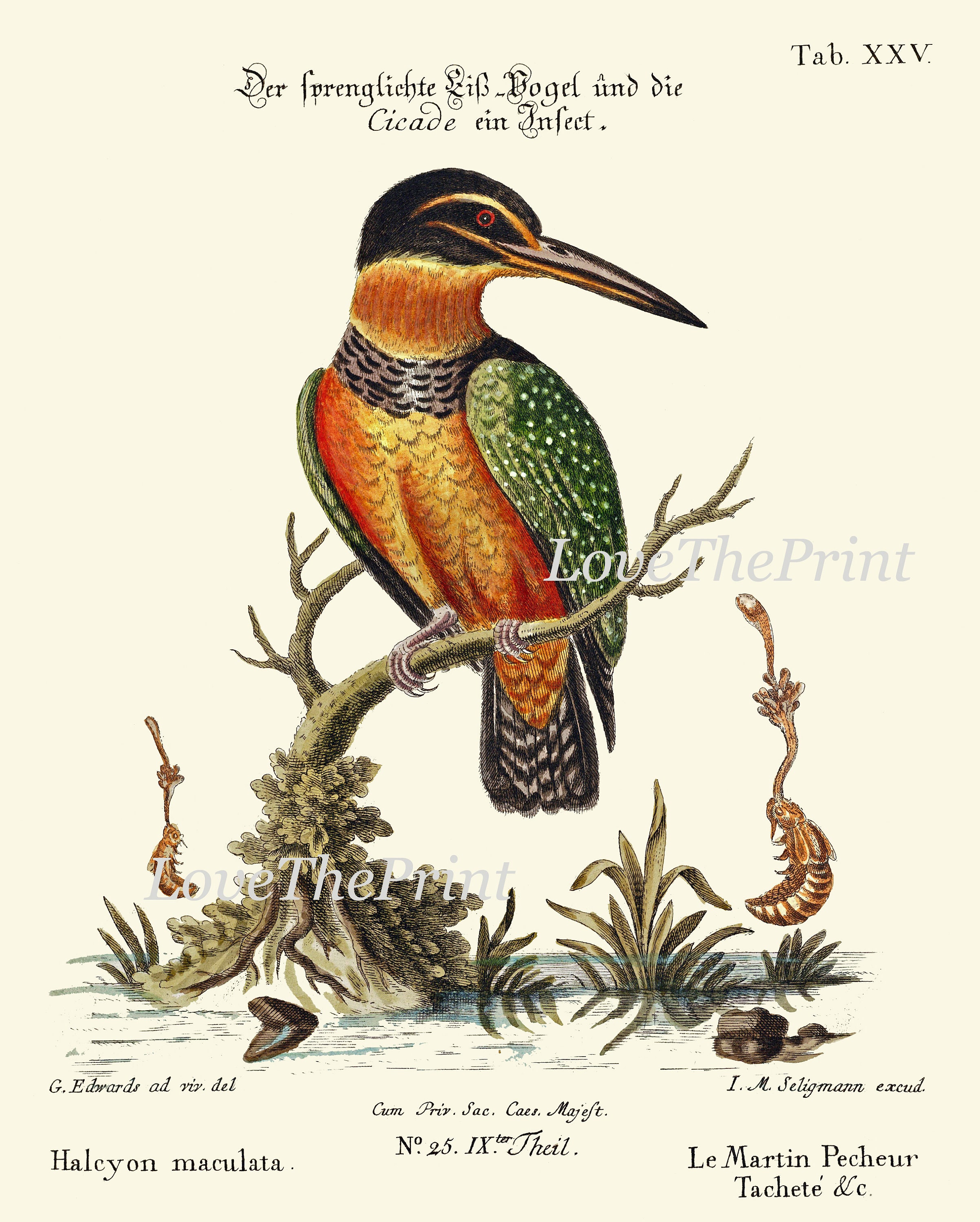 Vintage Birds Wall Art Prints Set of 4 Beautiful Bird - Etsy