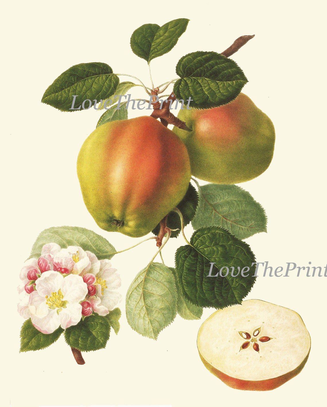 Vintage Fruit Wall Art Set of 9 Prints Kitchen Dining Room - Etsy