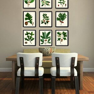 Acorn Botanical Wall Art Set of 9 Prints Beautiful Antique Vintage ...