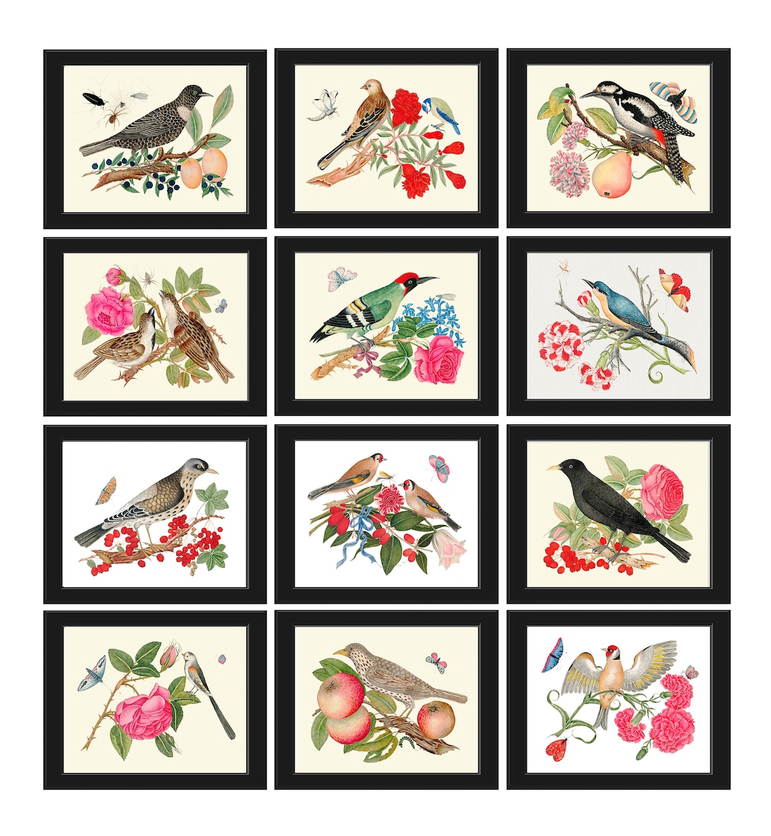 Beautiful Bird Wall Art Home Decor Set of 12 Prints Colorful Birds ...
