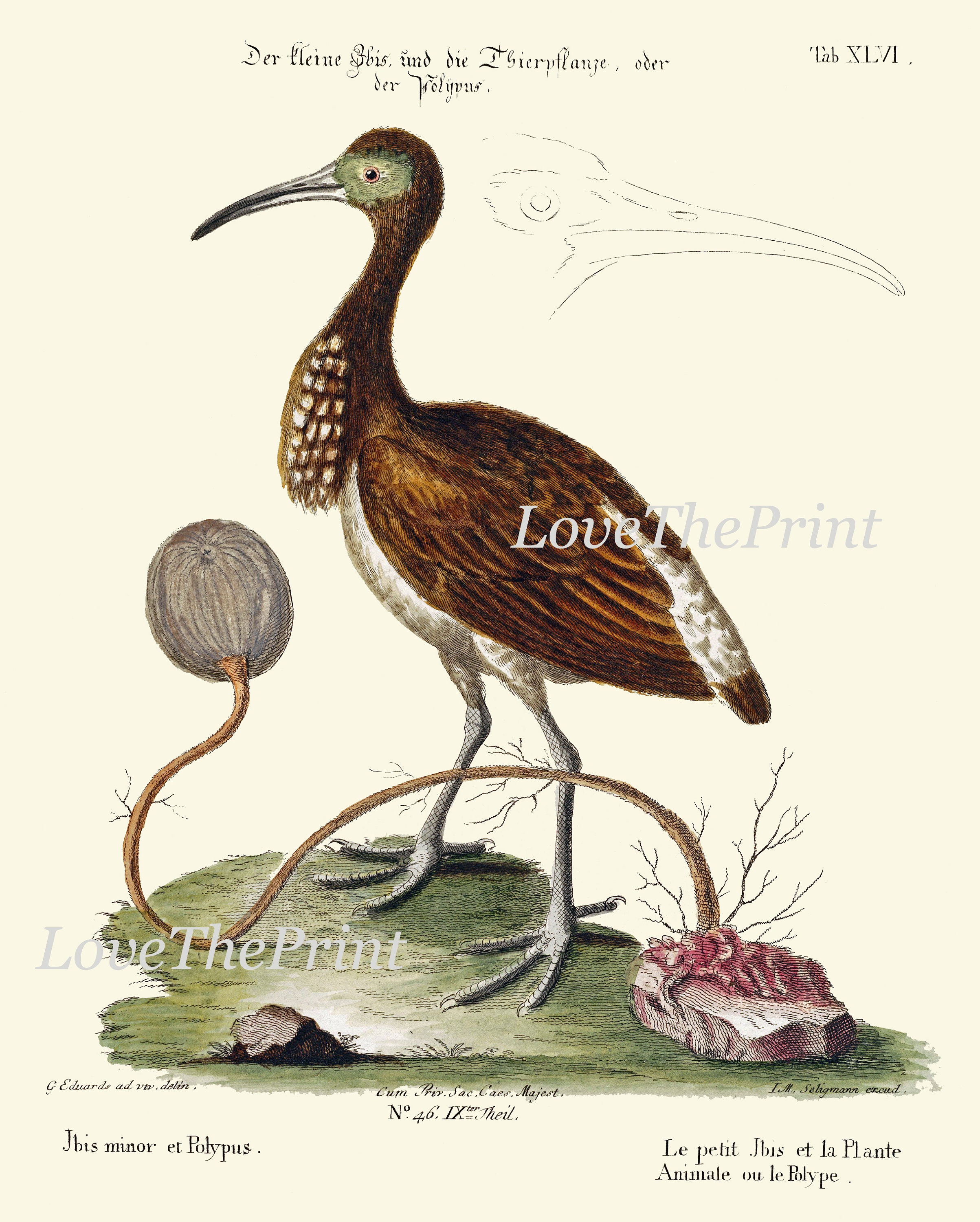 Vintage Birds Wall Art Prints Set of 4 Beautiful Bird Illustration Blue ...