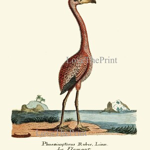 Vintage Birds Prints Wall Art Set of 6 Prints Antique Flamingo Swan ...