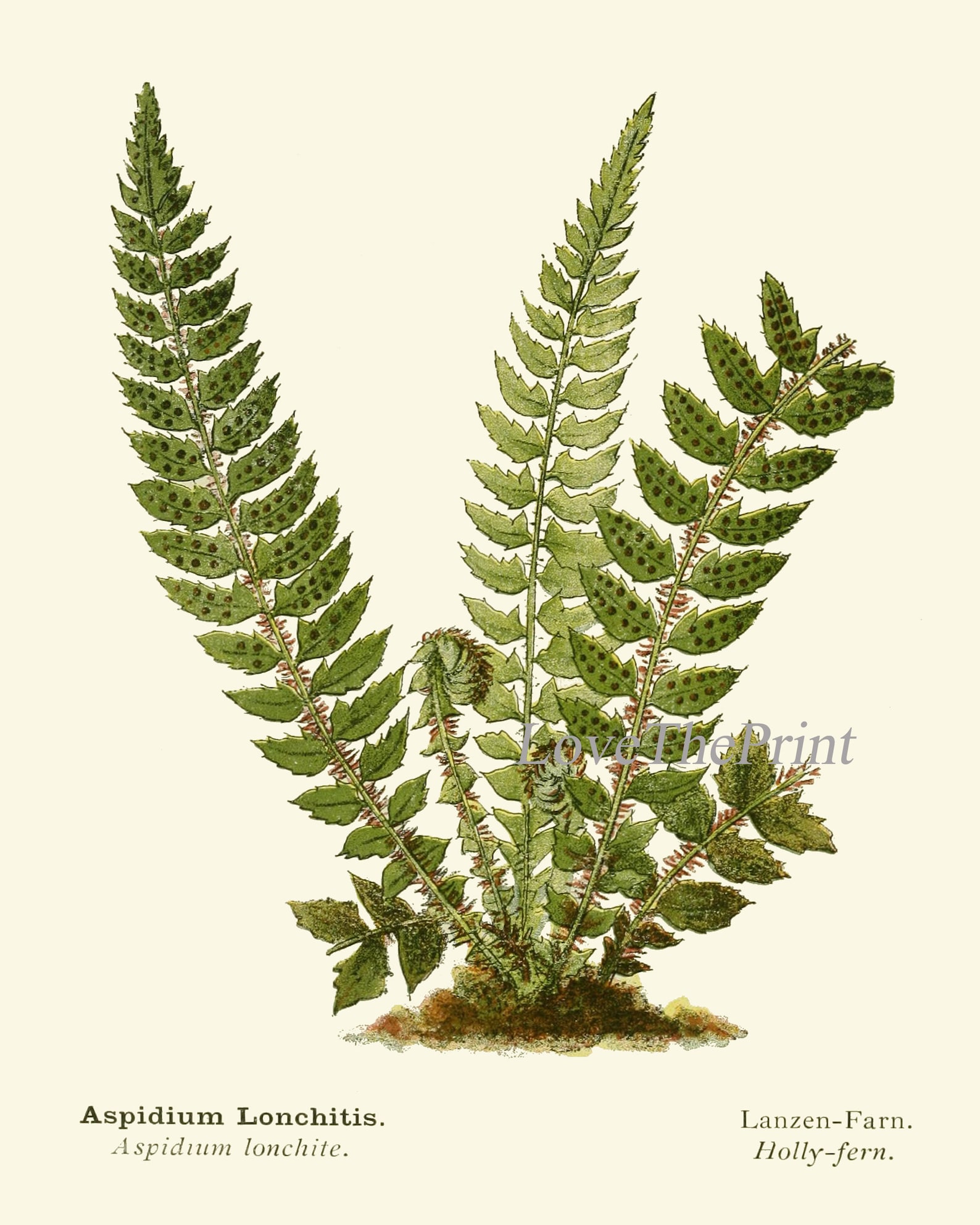 Wildflowers Fern Botanical Prints Wall Art Set of 4 Beautiful Antique ...