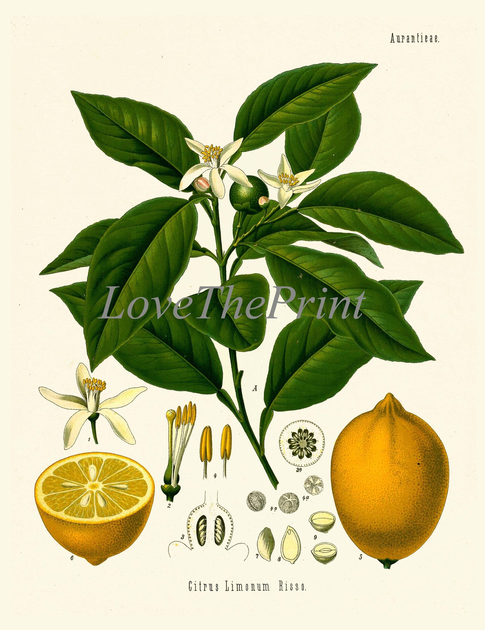 Tropical Fruit Botanical Wall Art Set of 12 Prints Beautiful Antique ...