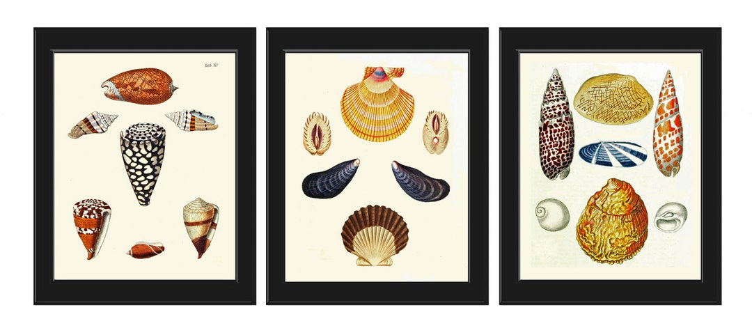 Vintage Seashell Shells Wall Art Set of 3 Prints Beautiful Antique Sea ...