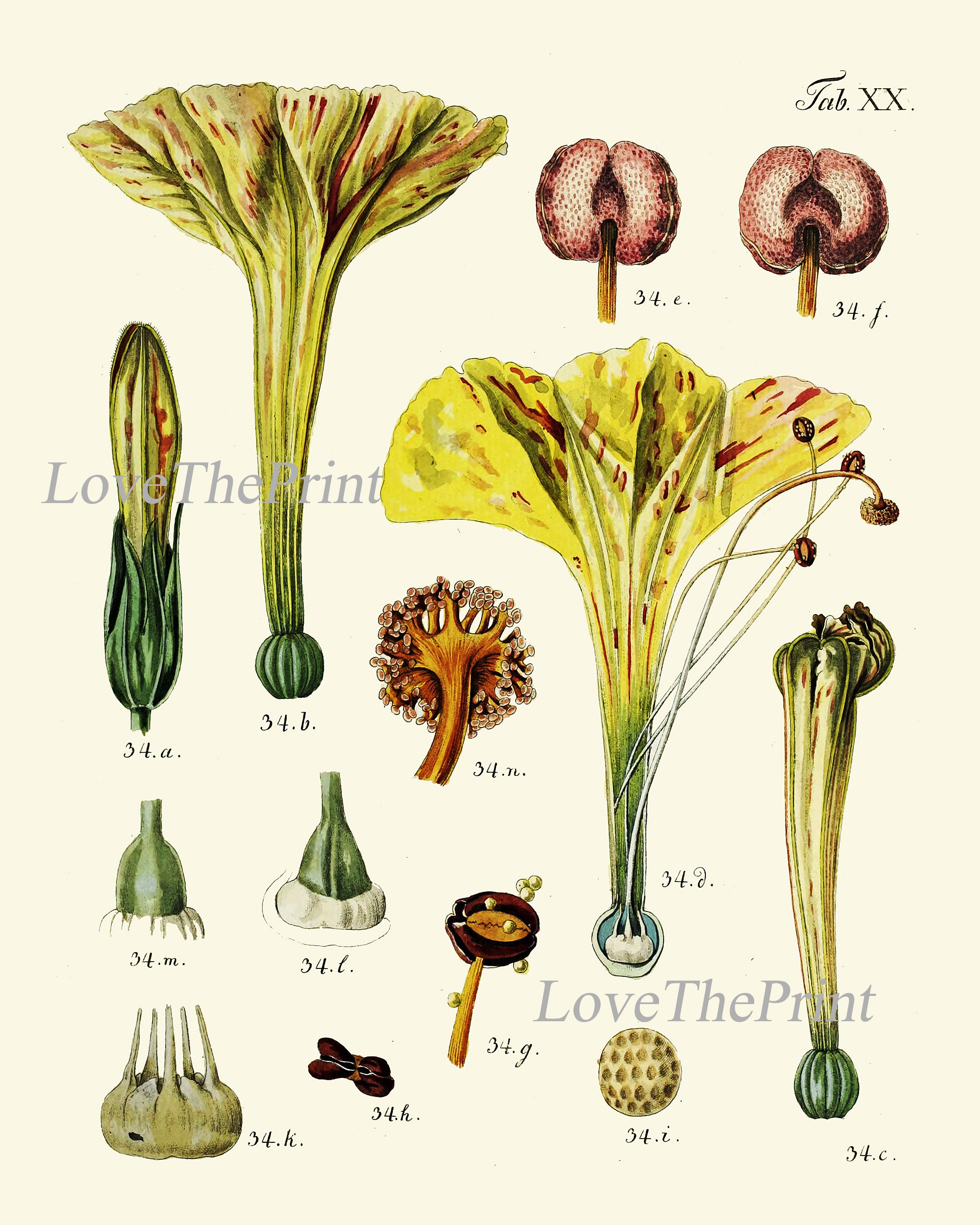 Vintage Botanical Flower Chart Print Set of 4 Wall Art - Etsy