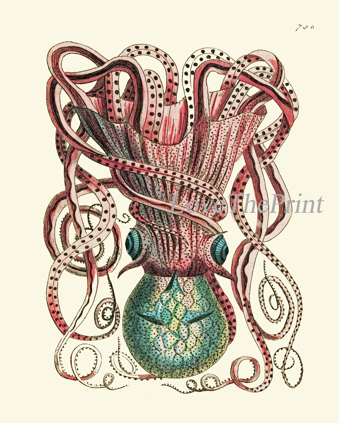 Corals Coral Prints Wall Decor Art Set of 9 Beautiful Antique - Etsy