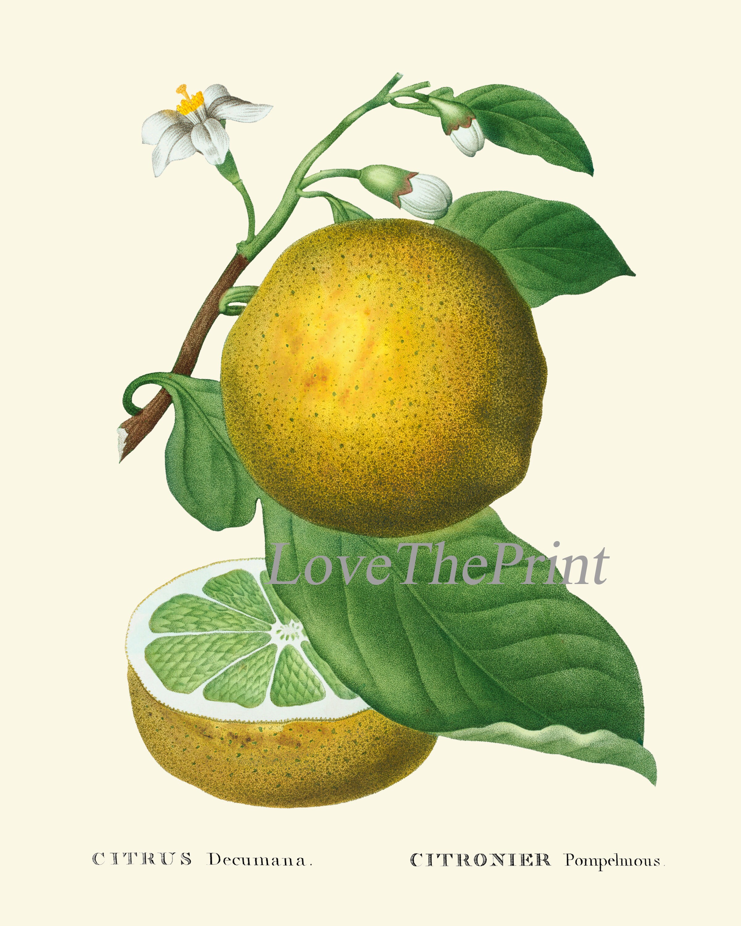 Citrus Prints Botanical Wall Art Set of 2 Beautiful Vintage Antique ...