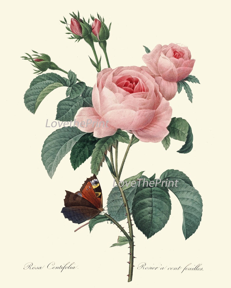 French Roses Prints Botanical Vintage Antique Wall Art Set of - Etsy