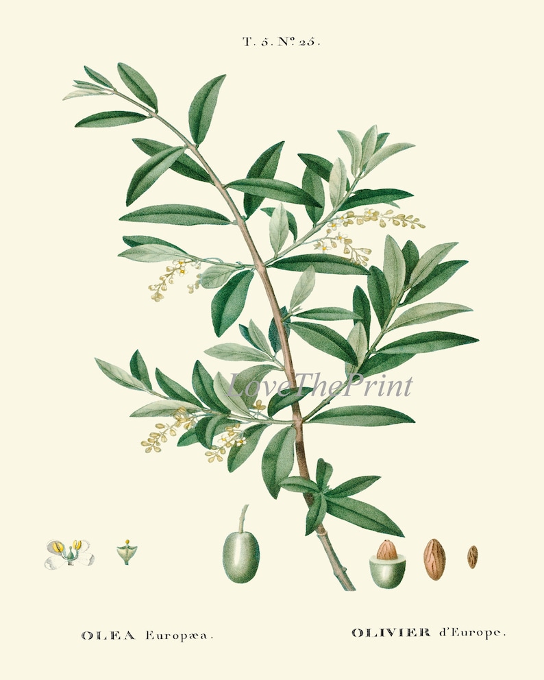 Vintage Olives Print Set of 3 Wall Art Antique Olive Tree Branch Italy ...