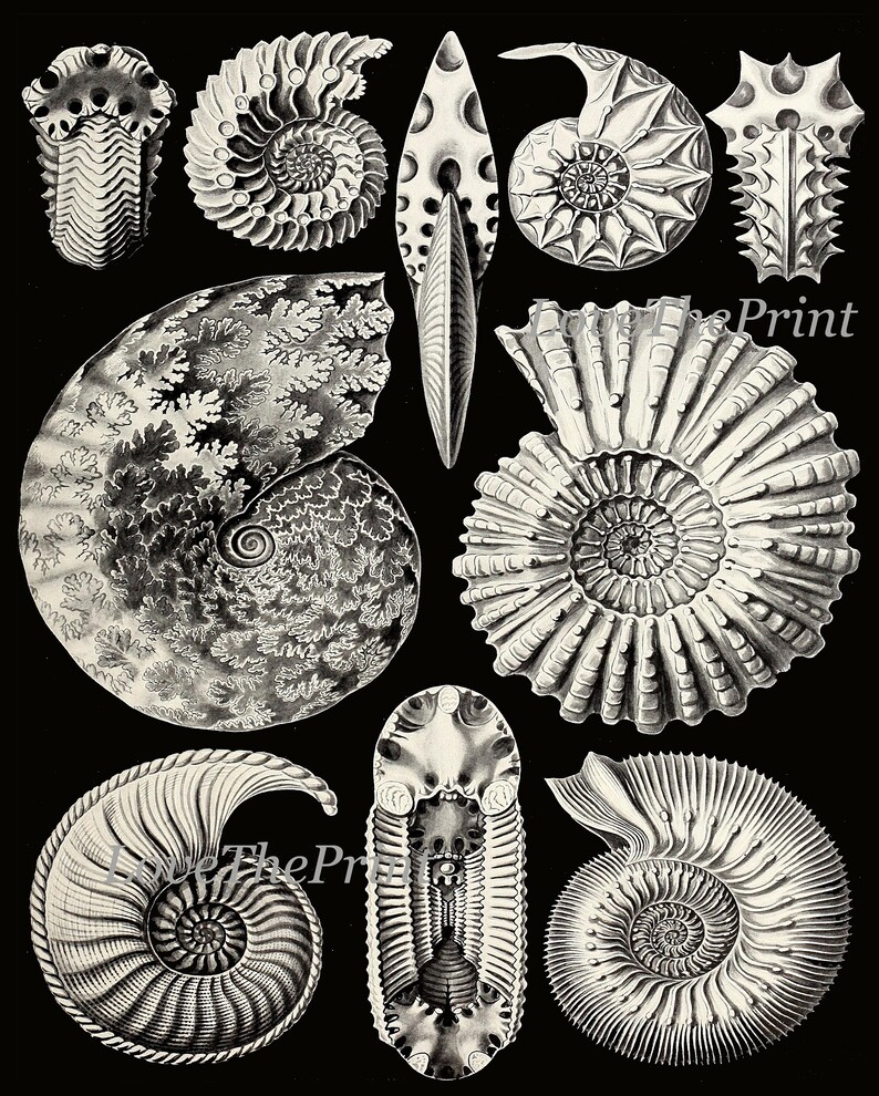 Vintage Corals Sea Shells Wall Art Set of 8 Prints Beautiful Marine ...