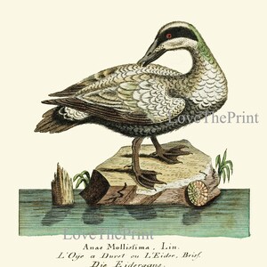 Vintage Bird Prints Wall Art Set of 12 Beautiful Antique Vintage ...