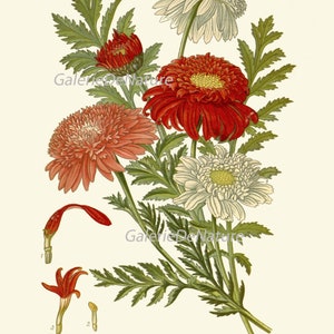 Botanical Garden Wall Art Gallery Prints Decor Set of 12 Beautiful ...