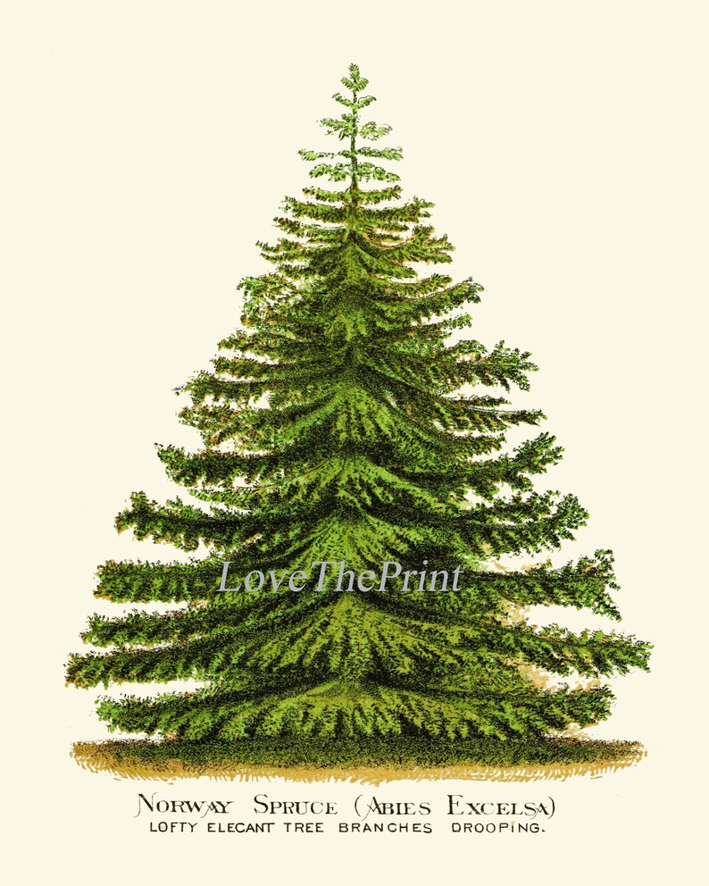 Christmas Wall Art Pine Tree Holiday Home Decor Print Set of 4 Pinetree ...