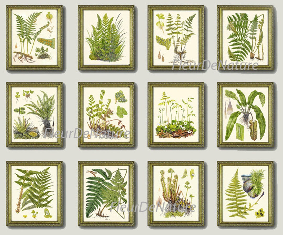 Green Fern Botanical Wall Art Set of 12 Prints Beautiful Antique ...