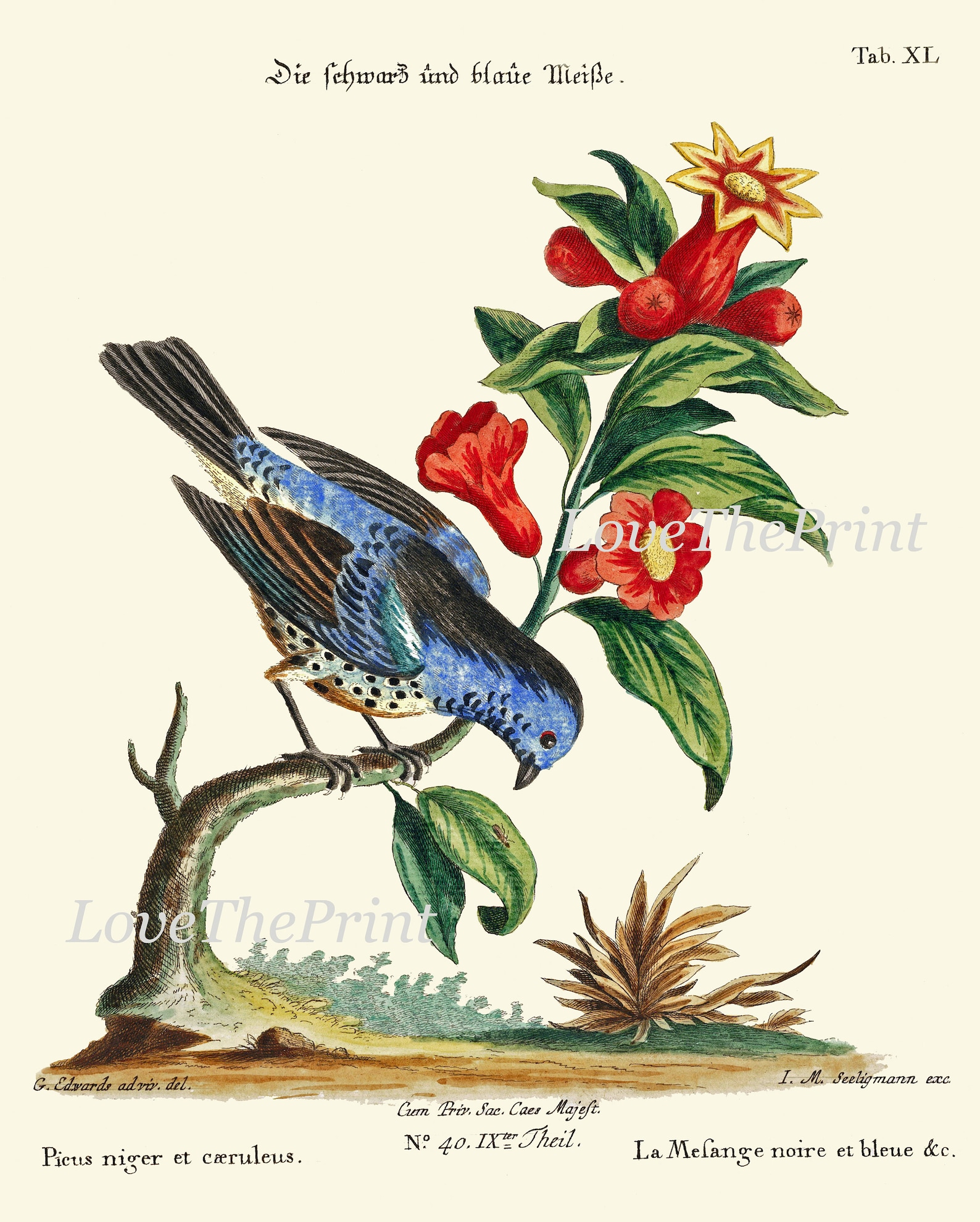 Beautiful Bird Wall Art Print Set of 6 Prints Antique Butterflies ...