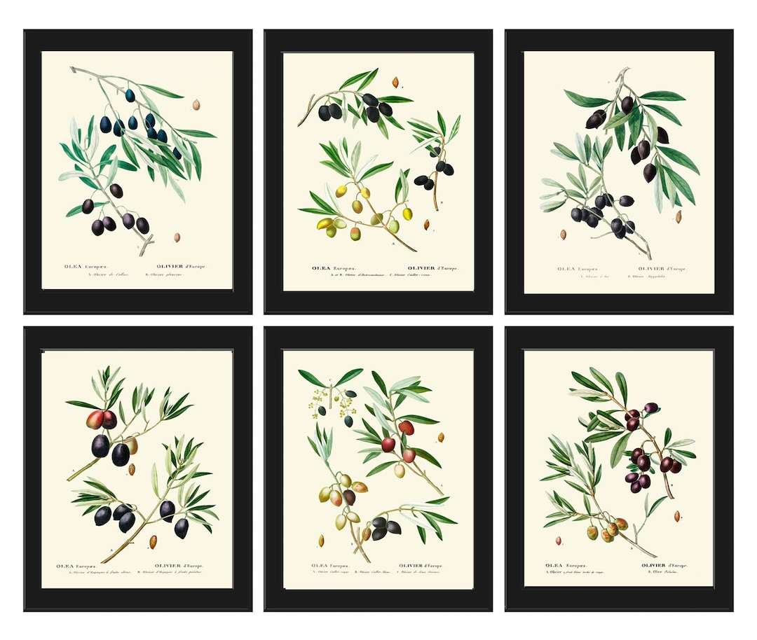 Olive Botanical Wall Art Set of 6 Prints Beautiful Antique Vintage ...