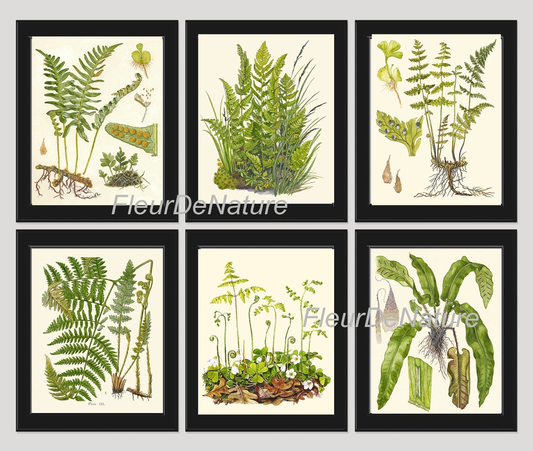 Fern Wall Art Set of 6 Prints Beautiful Vintage Antique Bedroom Dining ...