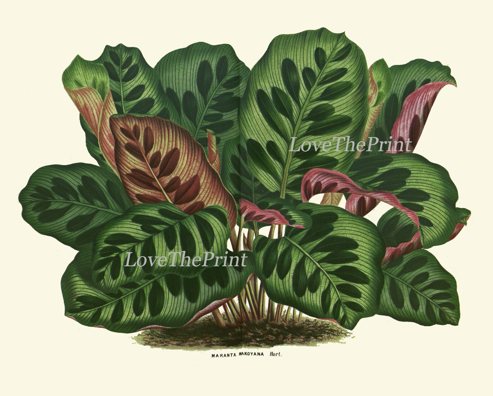 Hosta Hostas Plants Wall Art Botanical Set of 12 Beautiful Antique ...