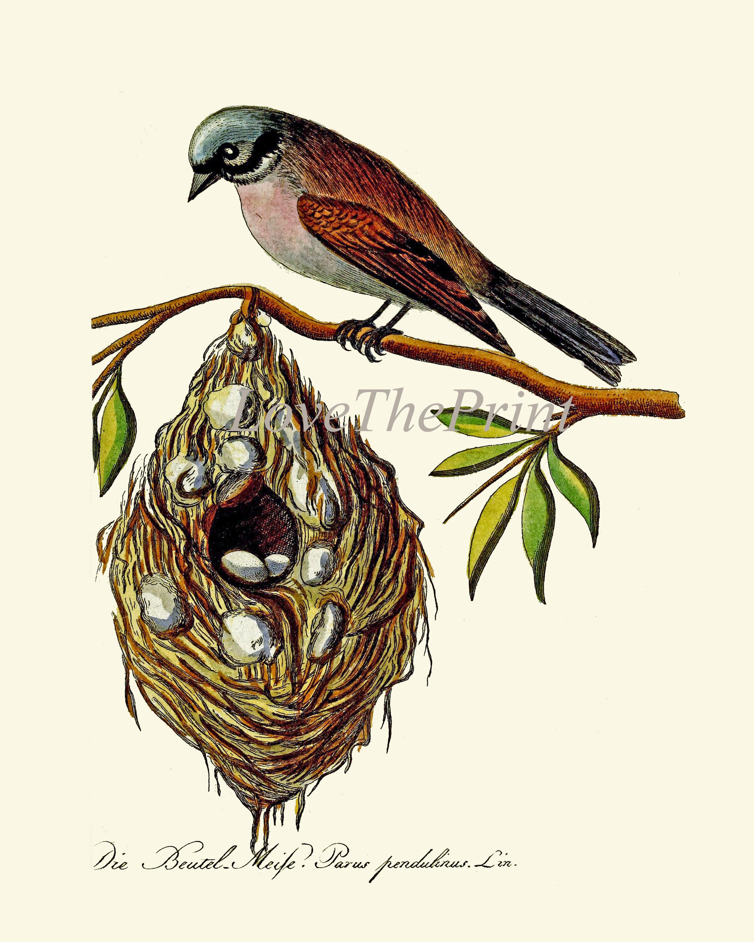 Bird Nest Wall Art Prints Set of 3 Beautiful Vintage Antique Swallow ...