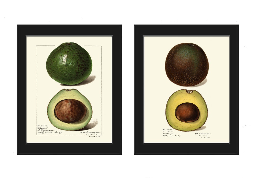 Avocado Wall Art Print Botanical Set of 2 Beautiful Vintage Fruit ...
