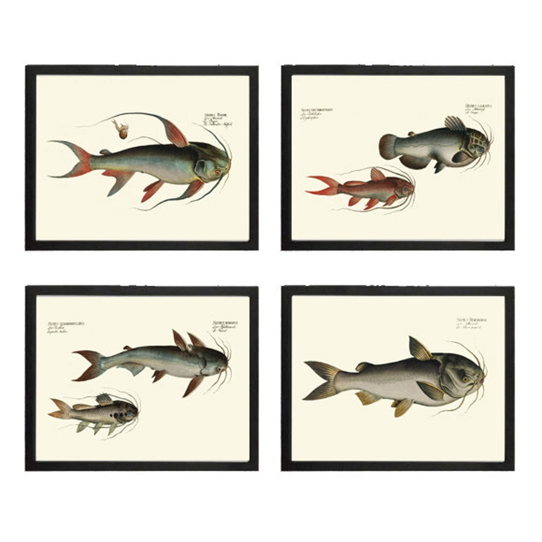 Vintage Catfish Wall Art Set of 4 Prints Beautiful Antique Vintage Lake ...