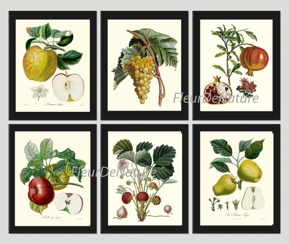 Fruit Prints Wall Art Set of 6 Beautiful Botanical Vintage | Etsy