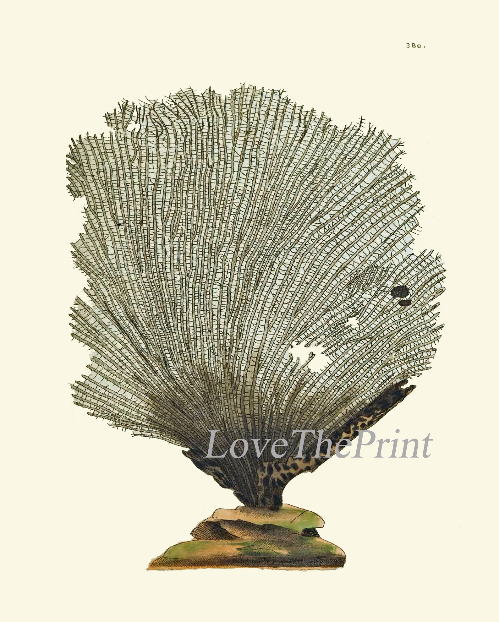 Corals Coral Prints Wall Decor Art Set of 9 Beautiful Antique - Etsy