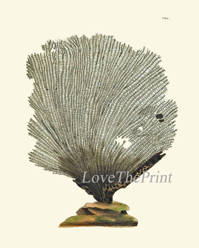 Corals Coral Prints Wall Decor Art Set of 9 Beautiful Antique - Etsy